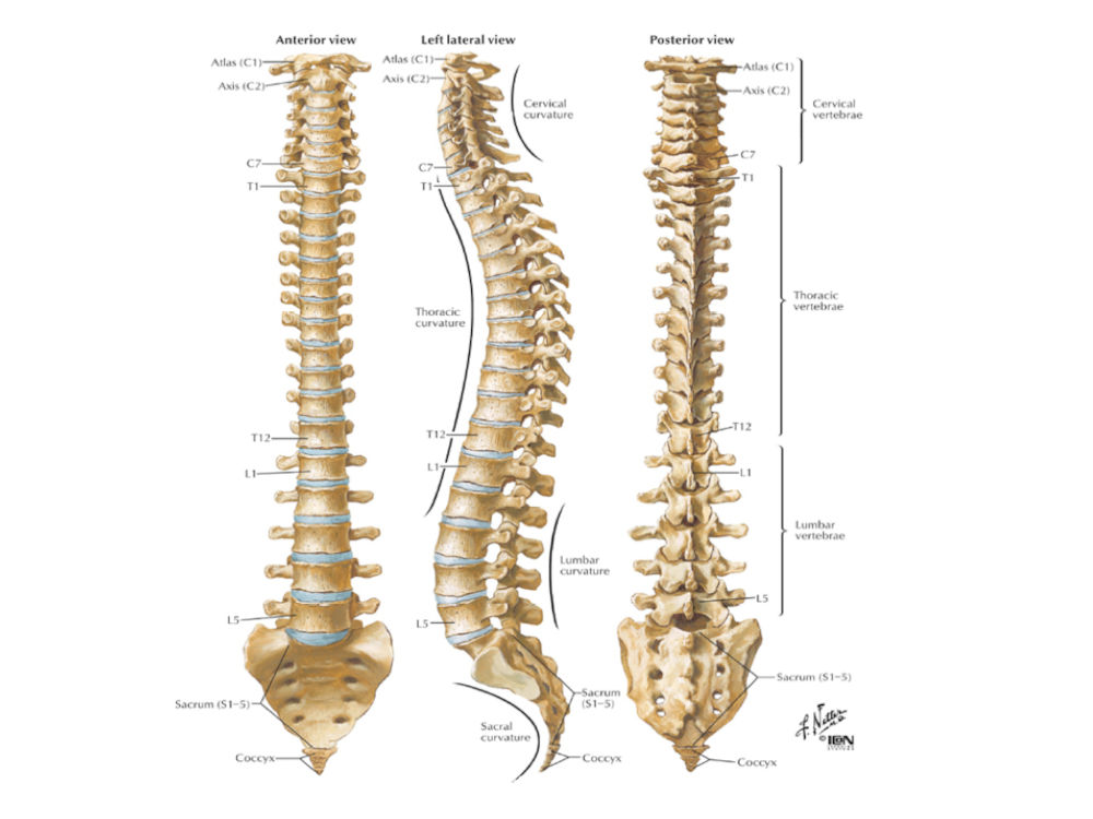 Quando la lordosi diventa una patologia e come tale va trattata